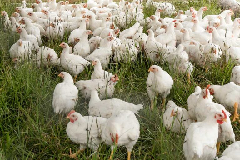 Saudi Arabia to host largest poultry exhibition in MENA