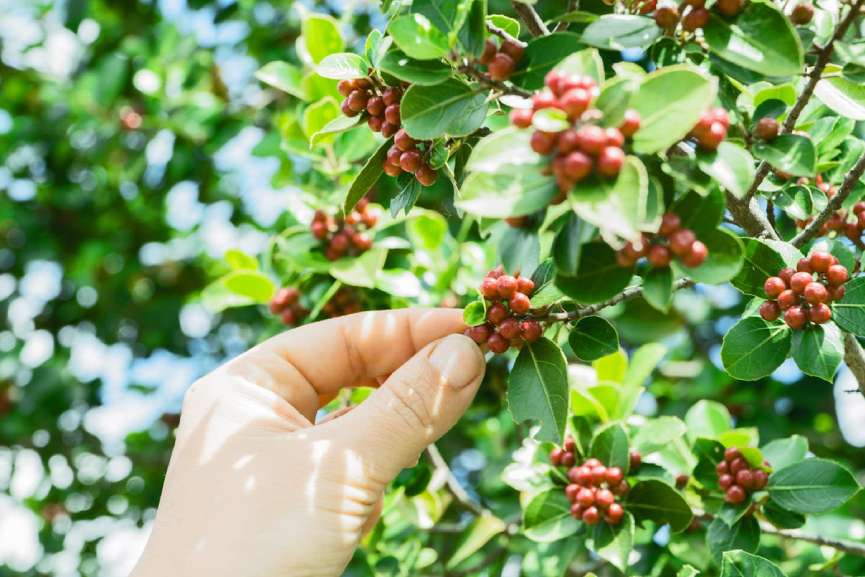 Saudi Reef launches coffee tree tissue culture project